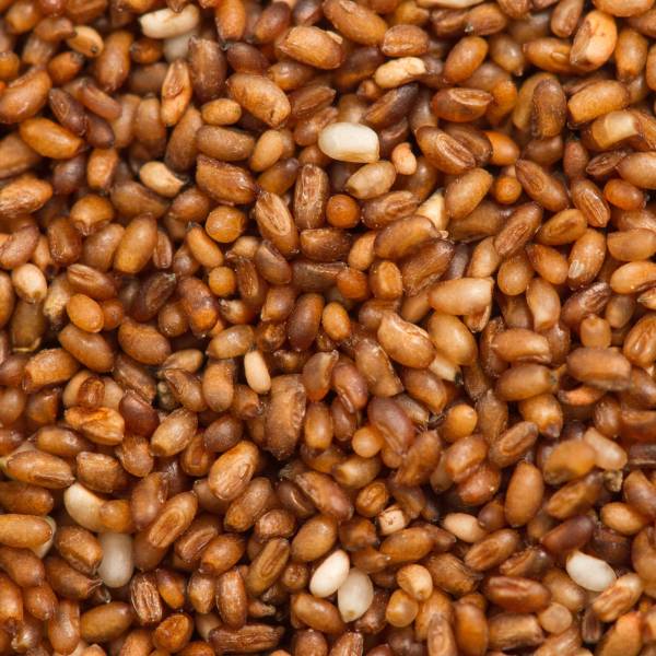 SEMILLA DE TEFF BROWN – Duronco